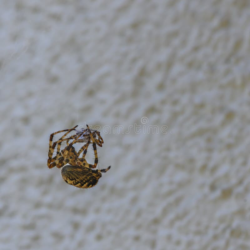 After Fight between Two Spiders of Different Size, the Smaller Has Lost ...