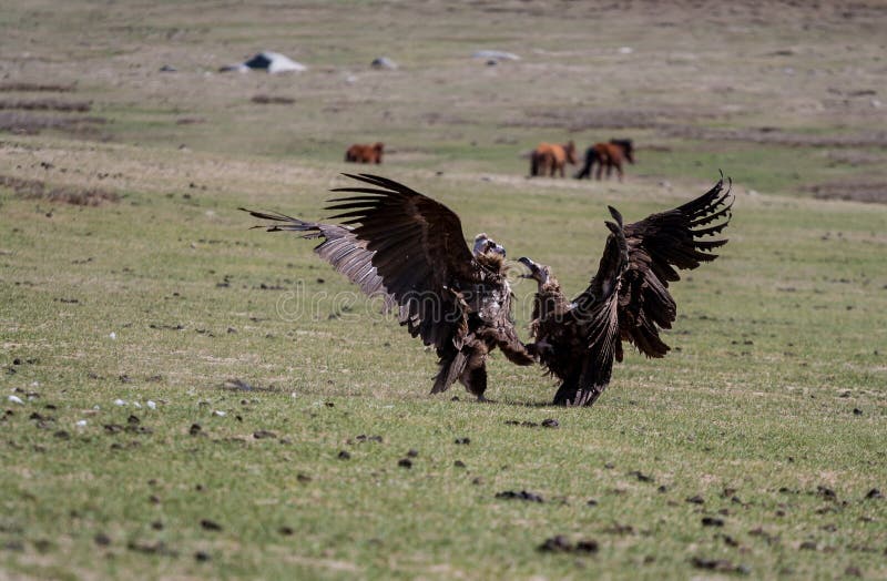 Fight of vultures stock photo. Image of extreme, wilderness - 57778498
