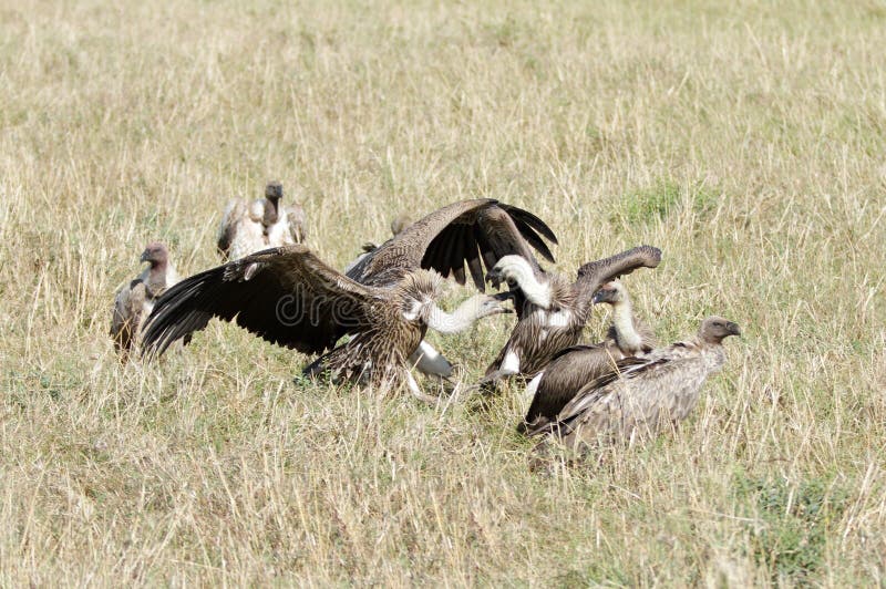 Fight of vultures stock photo. Image of feathered, rppells - 37943950