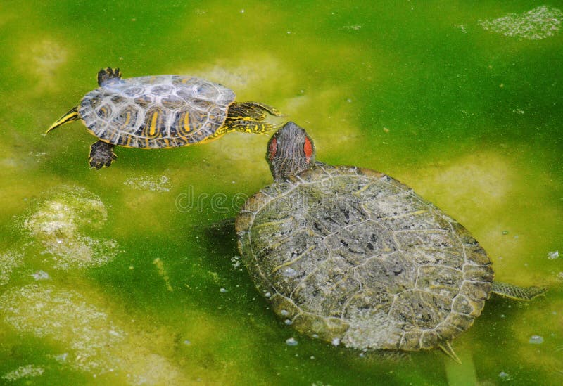 Fight of water turtles stock photo. Image of lakes, copy - 19777202