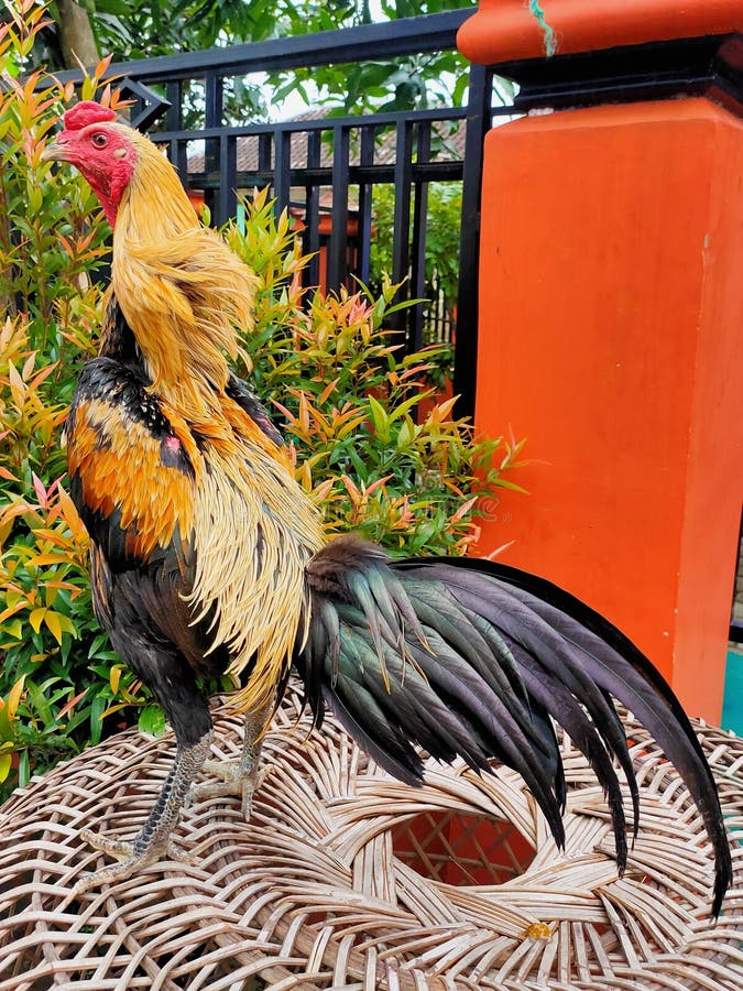 Fighter Mangon & X28;NAGATA FARM& X29; Stock Image - Image of nagata ...