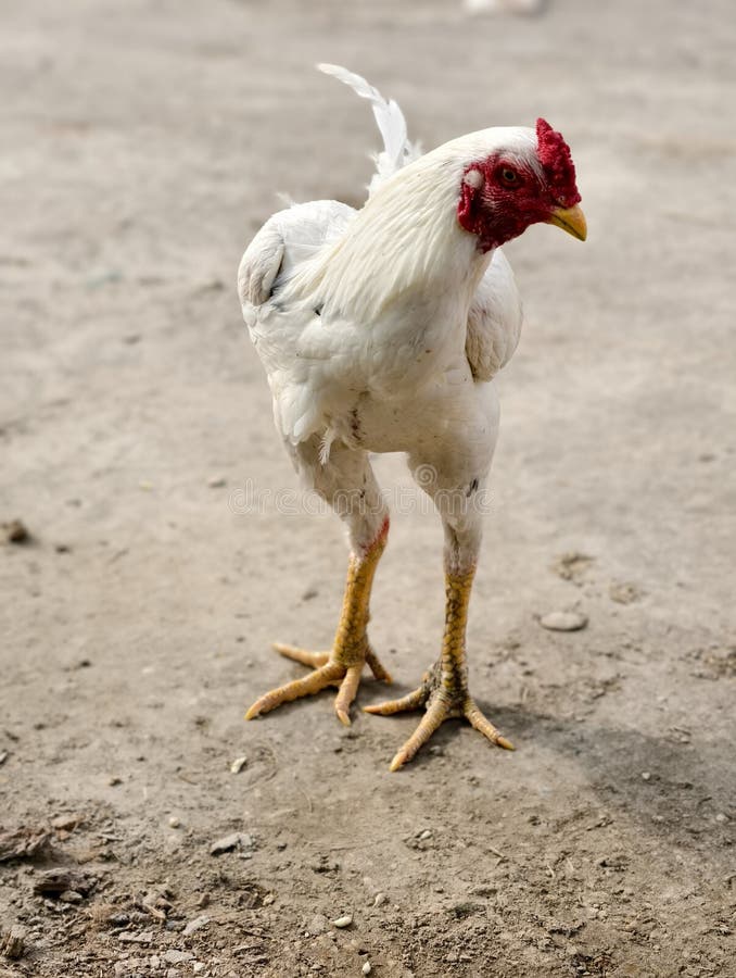 Fighter cook stock photo. Image of parrot, chicken, wing - 362351916
