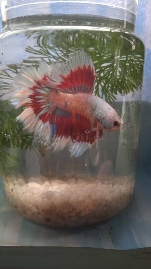 The fighter fish stock photo. Image of fish, colourfullfish - 252443130