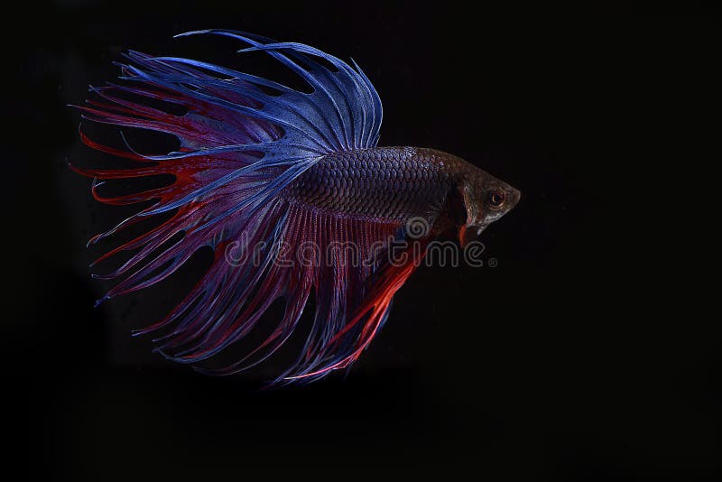 Fighter fish stock image. Image of thickness, black, fighter - 68322569