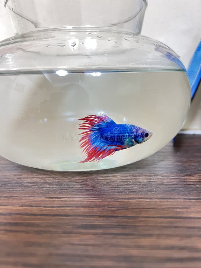 Fighter Fish with Small Glass Jar Stock Image - Image of fighter, glass ...