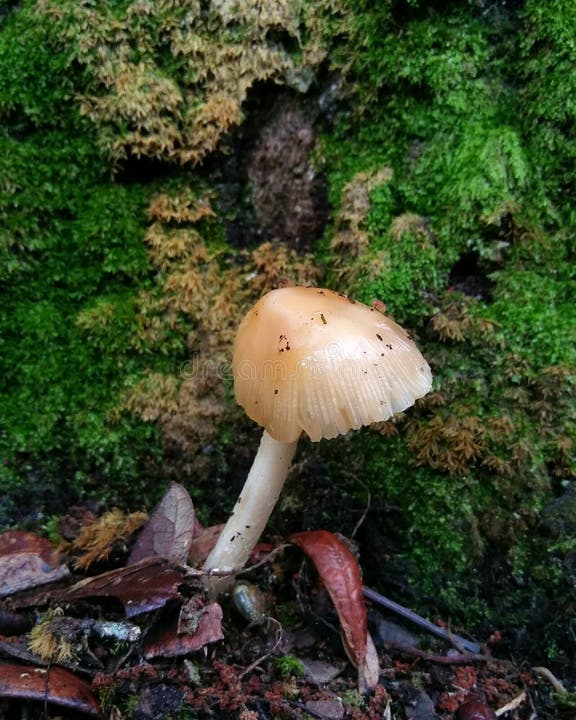 Fighter stock photo. Image of moss, fighter, mushroom - 100653320