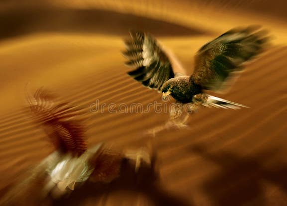 Fighting stock photo. Image of beast, wing, fighting - 12395652
