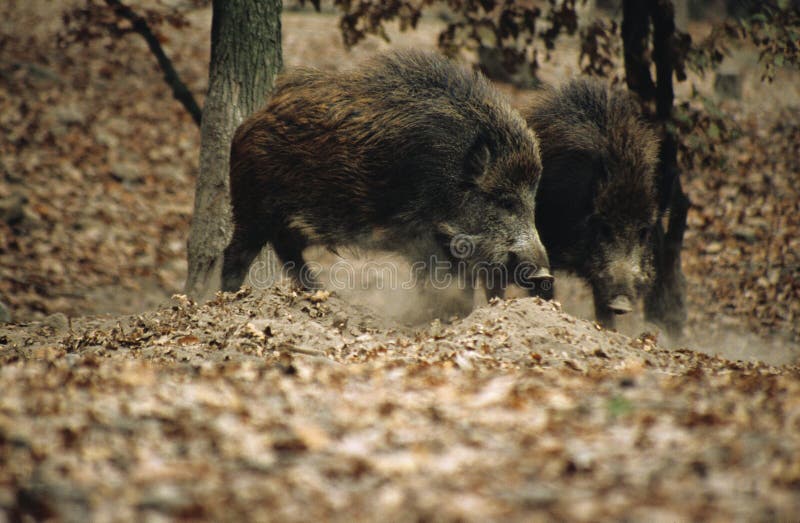 Wild-boar 1. stock photo. Image of forrest, nature, wild - 555966