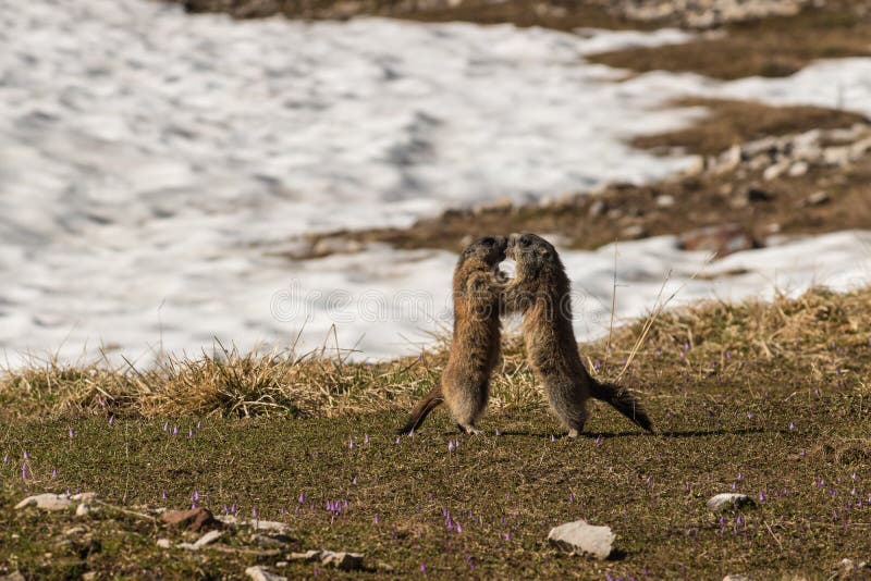 Fighting alpine marmots stock image. Image of marmot - 57858245