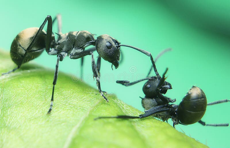 Ant fighting stock image. Image of wilderness, formicidae - 14682959