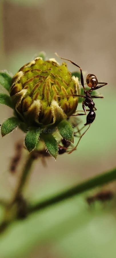 Fighting Ants are Helping Pollinate Flowers Stock Image - Image of ...
