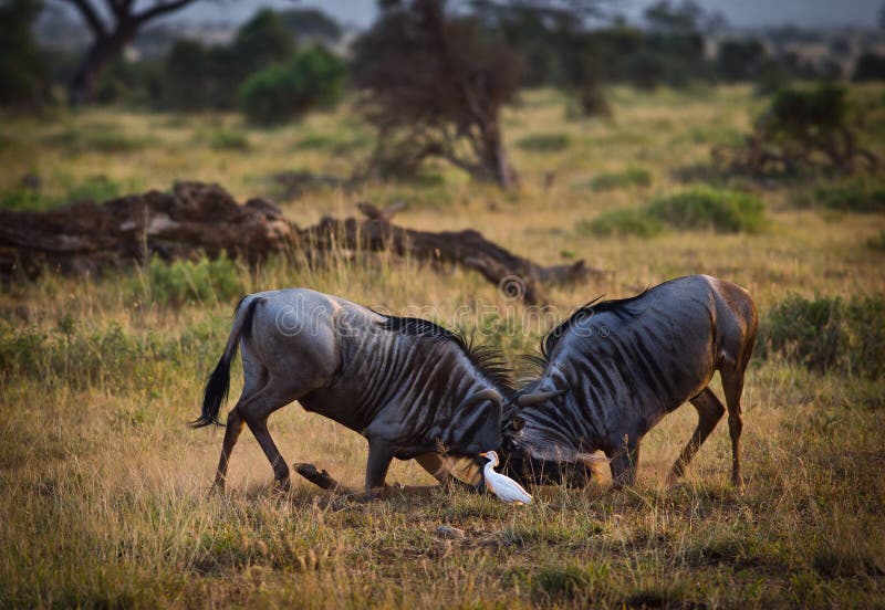 Fighting baboons stock photo. Image of african, polish - 41991570