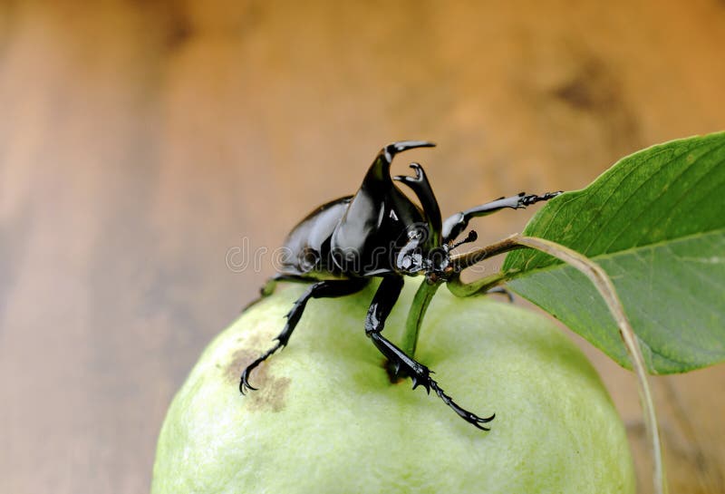 Beetle-rhinoceros stock image. Image of wildlife, nature - 13091257