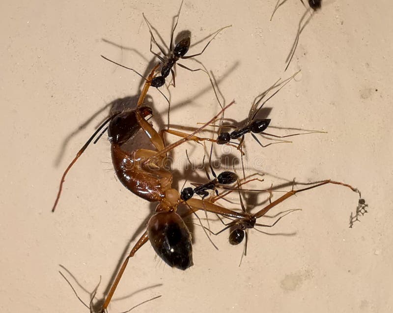 Fighting Big and Small Ants, Beautiful Animals of Wild Nature Stock ...