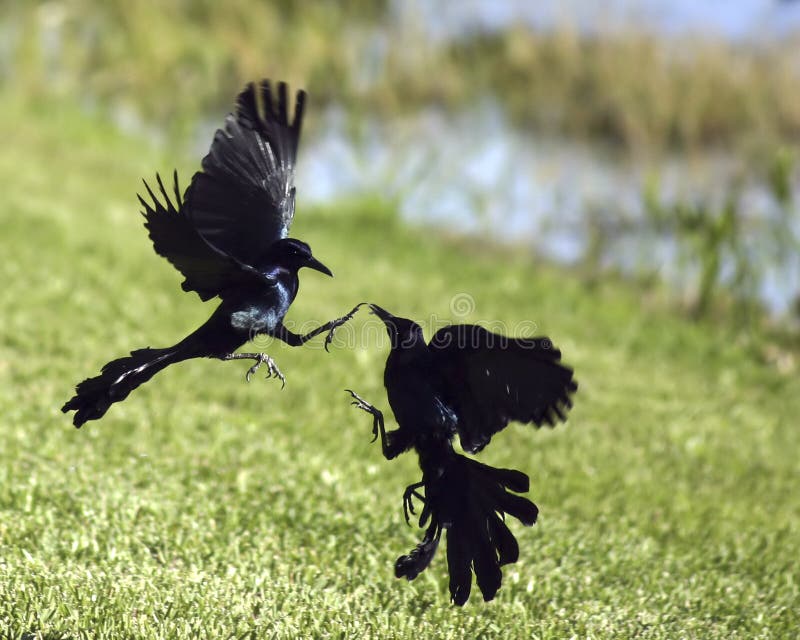 Fighting black birds stock image. Image of brownn, birds - 2686069
