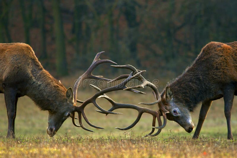 Fighting bucks stock image. Image of grazing, game, wildlife - 8552905