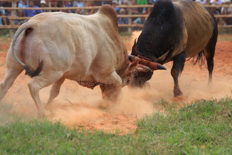 Bull fight stock photo. Image of horned, bovine, confronting - 26522224