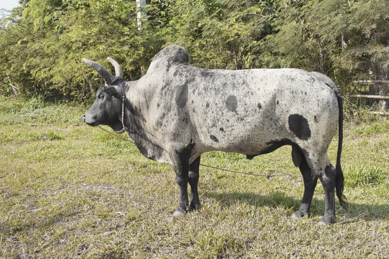 Fighting Bull Starting To Run. Breeding Stock Photo - Image of cattle ...