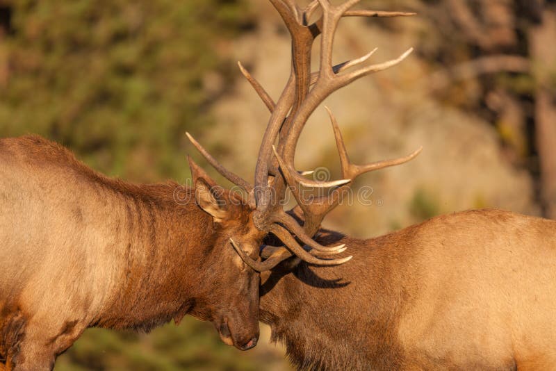 Fighting Bull Elk Close Up stock image. Image of nature - 48644995