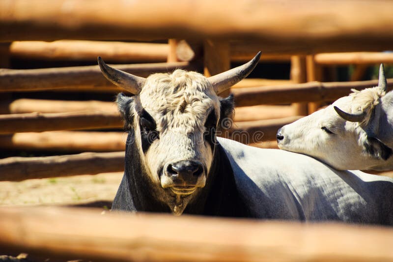 Fighting bull head stock photo. Image of black, field - 165101720