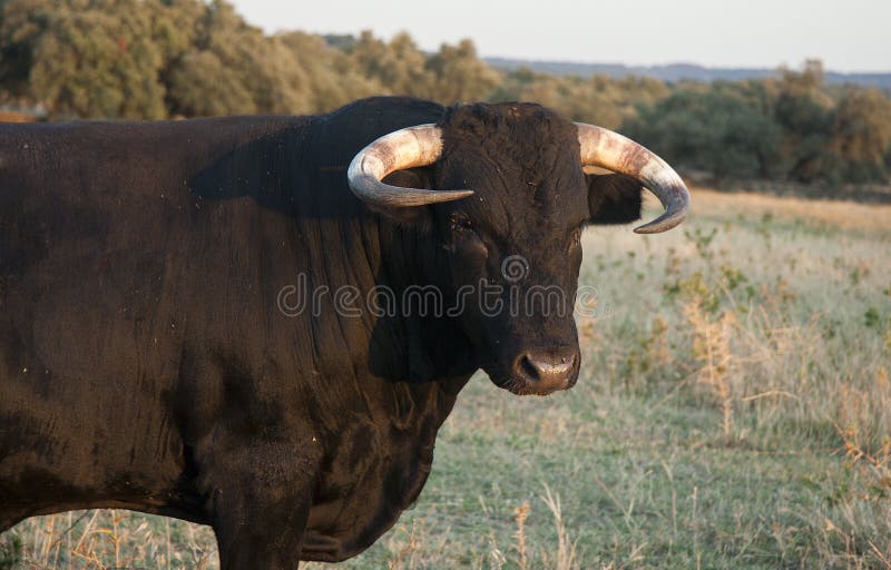 Fighting Bull Starting To Run. Breeding Stock Photo - Image of cattle ...