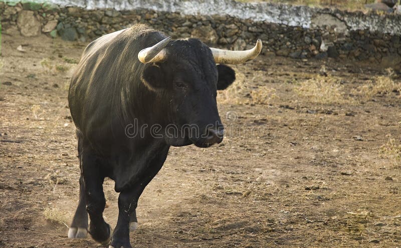 Fighting Bull Starting To Run. Breeding Stock Photo - Image of cattle ...