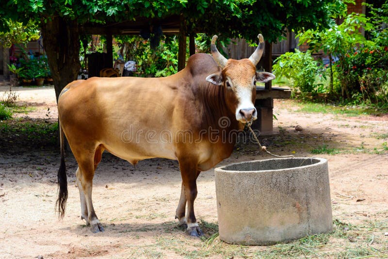 Bull Fighting Thailand Stock Photos - Free & Royalty-Free Stock Photos ...