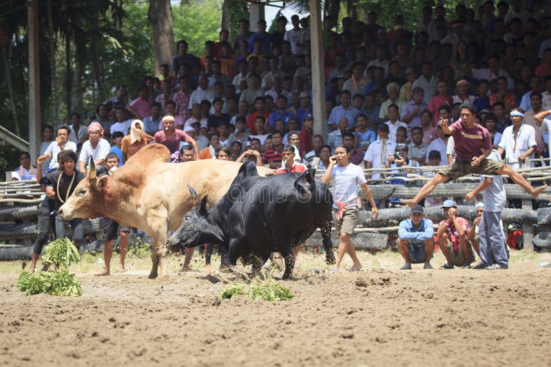 Rodeo Bull Fighting Stock Photos - Free & Royalty-Free Stock Photos ...