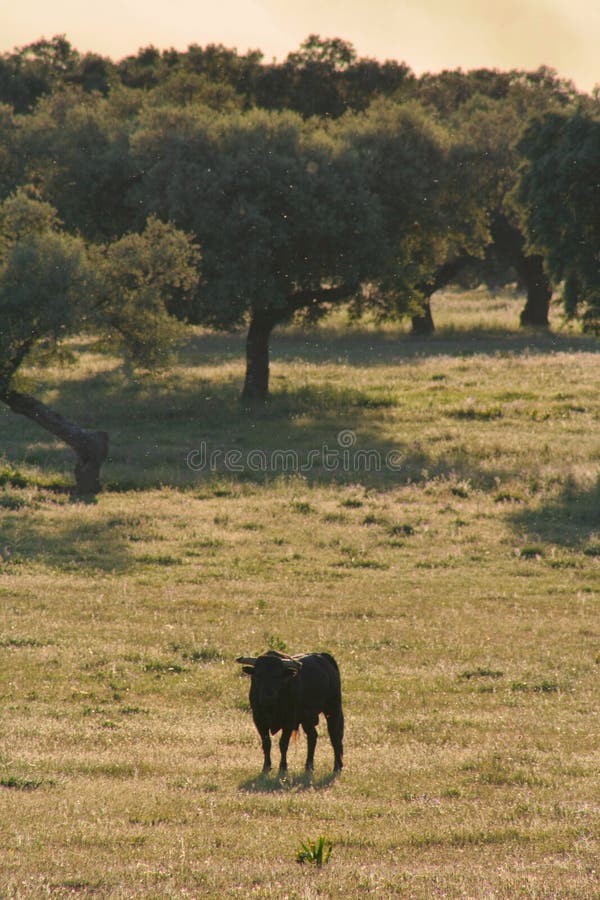 Fighting Bulls Breed Free-range Stock Photo - Image of sunset ...