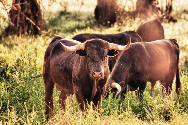 Fighting Bulls Breed Free-range Stock Image - Image of management ...