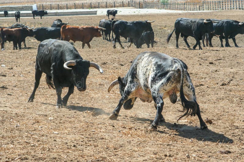 Fighting Cattle Egret stock image. Image of land, animals - 25580113