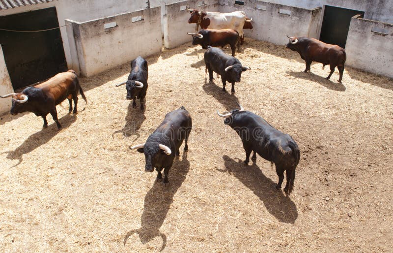 Fighting Bulls Breed Free-range Stock Image - Image of breeding, animal ...