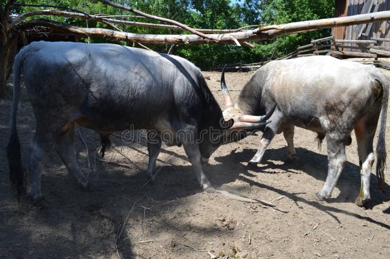 328 Two Bulls Fighting Stock Photos - Free & Royalty-Free Stock Photos ...