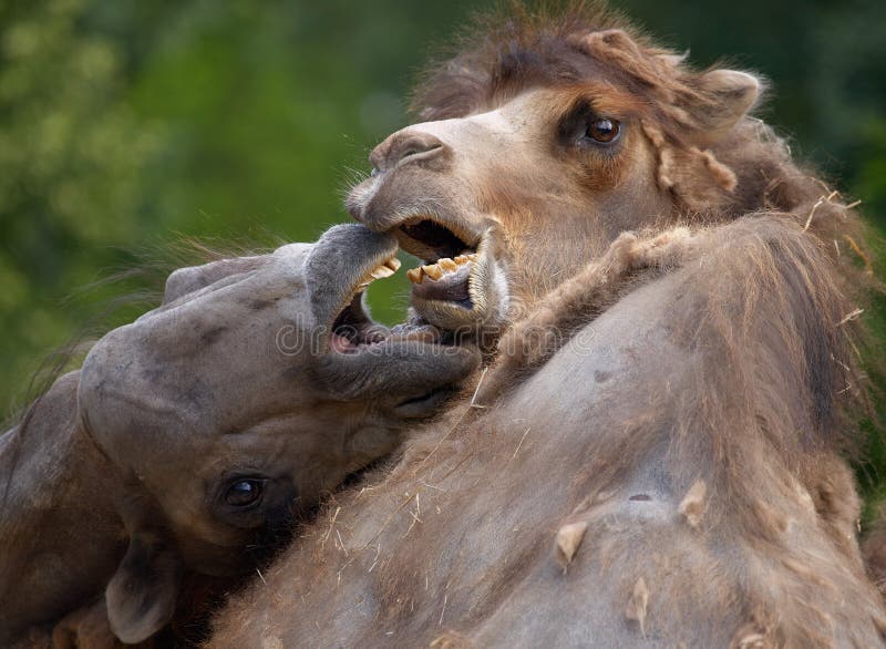 Aggressive Camels Stock Photos - Free & Royalty-Free Stock Photos from ...