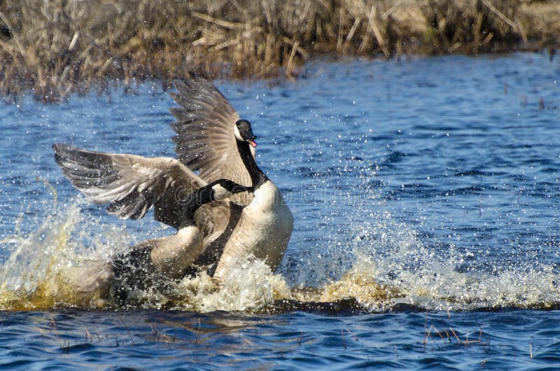 Goose Attacking Protecting Nest Stock Image - Image of feathers, canada ...