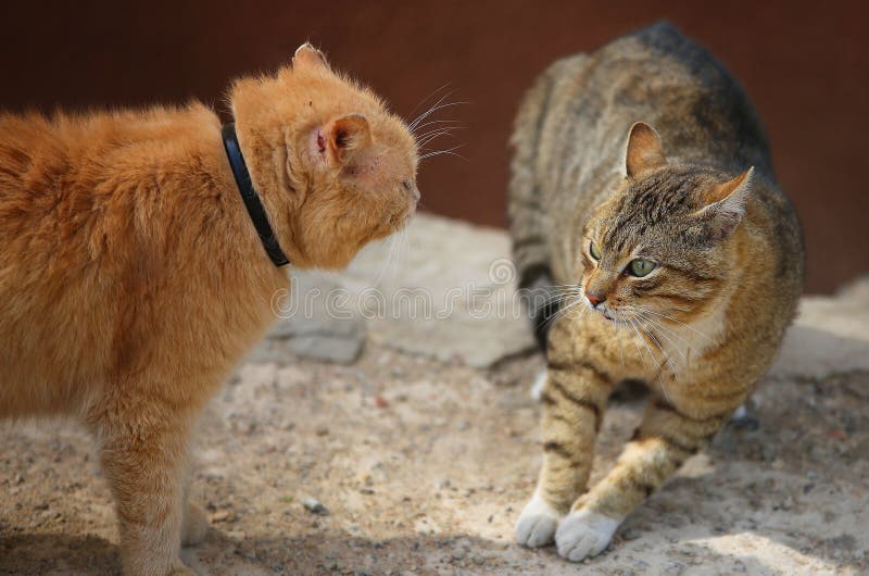 Fighting cats stock image. Image of feline, aggression - 54410611