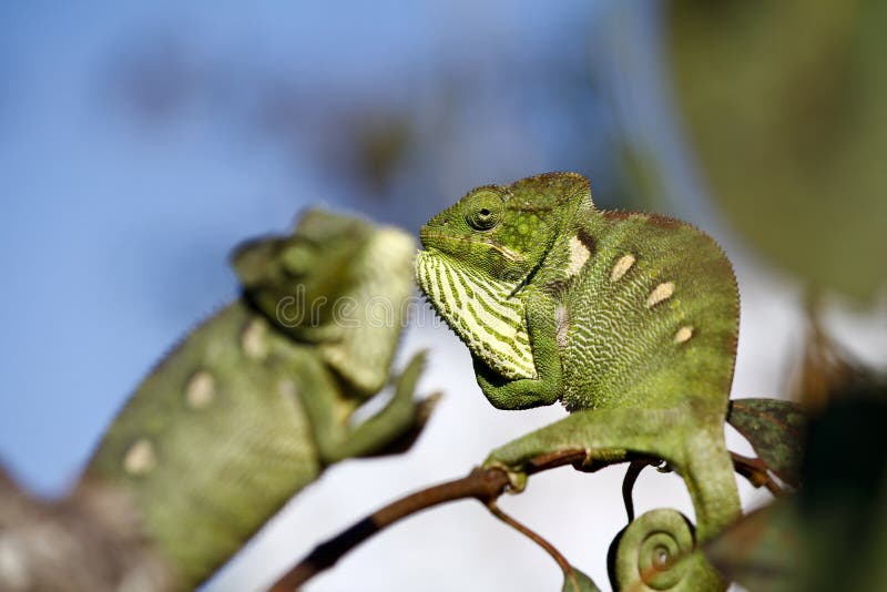 Fighting Chameleon - Madagascar Endemic Reptile Stock Photo - Image of ...