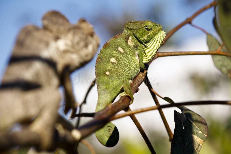 Fighting Chameleon - Madagascar Endemic Reptile Stock Photo - Image of ...