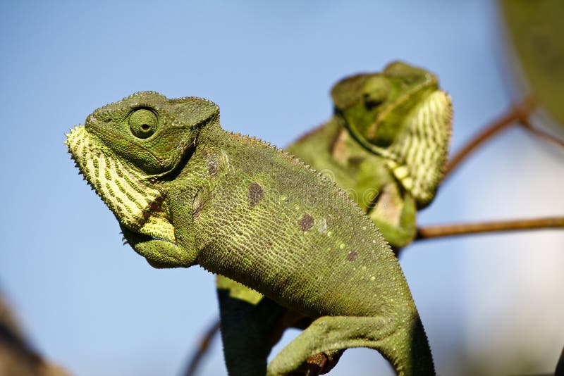 Fighting Chameleon - Madagascar Endemic Reptile Stock Image - Image of ...