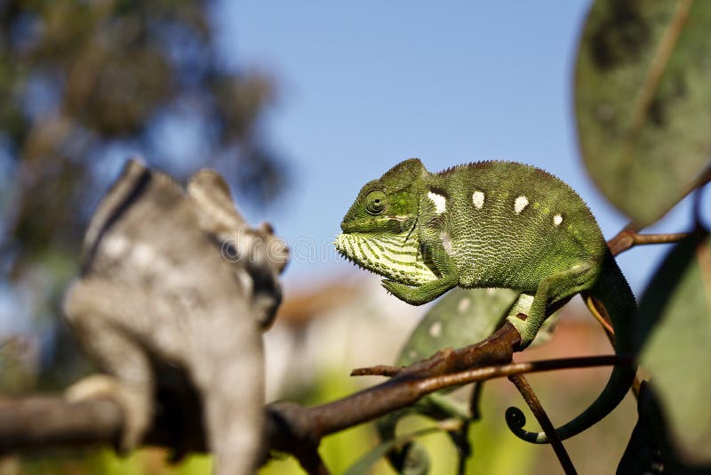 Fighting Chameleon - Madagascar Endemic Reptile Stock Image - Image of ...