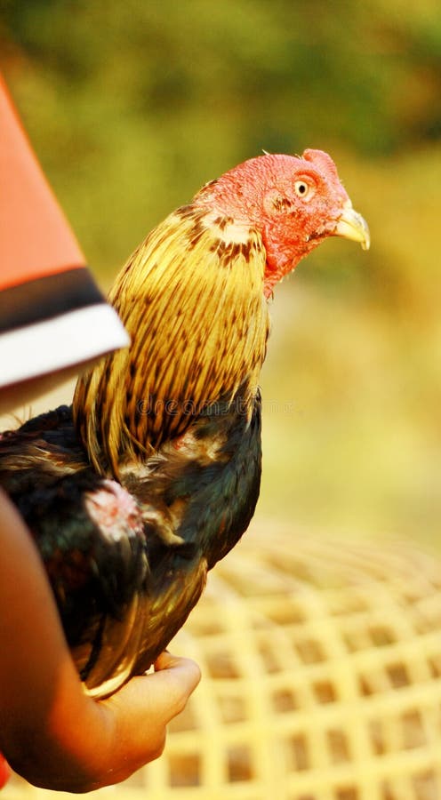 Fighting Chicken in Bamboo, Cage ,cockfighting Stock Photo - Image of ...
