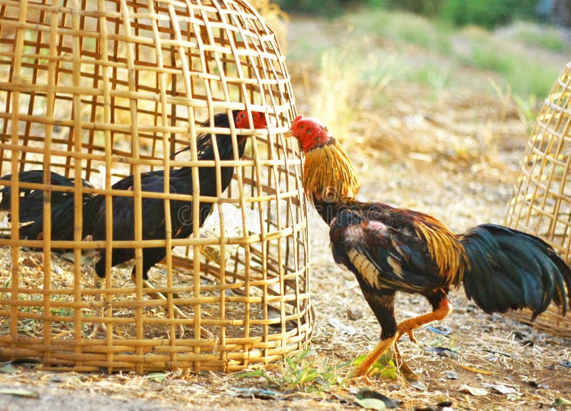 Fighting Chicken Bamboo Cage ,cockfighting Stock Photo - Image of ...