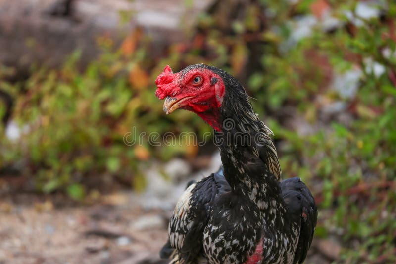 The Fighting Chicken in Garden Nature Farm Stock Image - Image of ...
