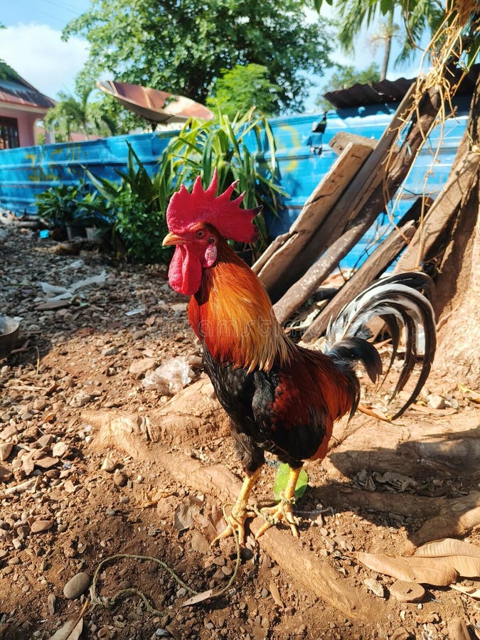 Chicken at the Local Farm in Puglia Stock Image - Image of animals ...
