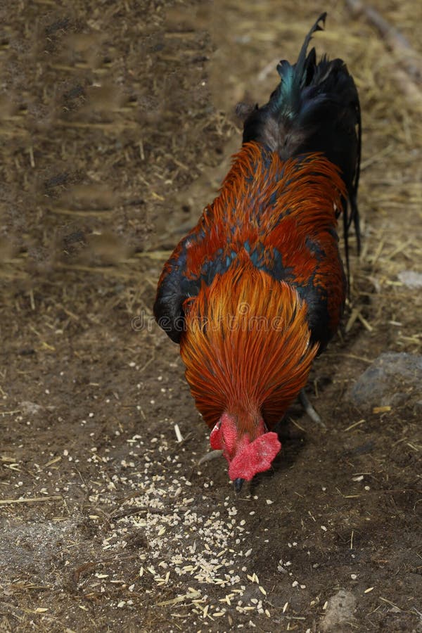 The Fighting on Dry Hay in Farm Stock Image - Image of fighting, farm ...