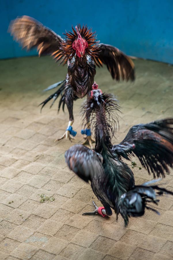1,612 Chicken Fighting Farm Stock Photos - Free & Royalty-Free Stock ...