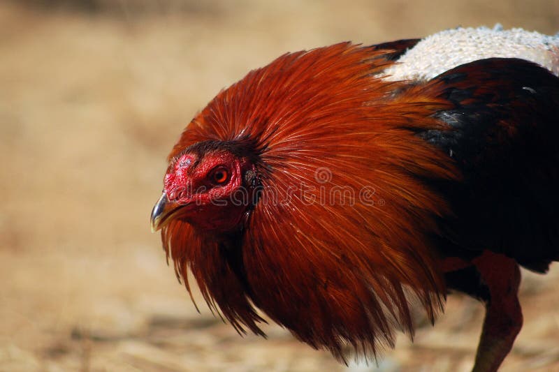 1,110 Fighting Cockerel Stock Photos - Free & Royalty-Free Stock Photos ...