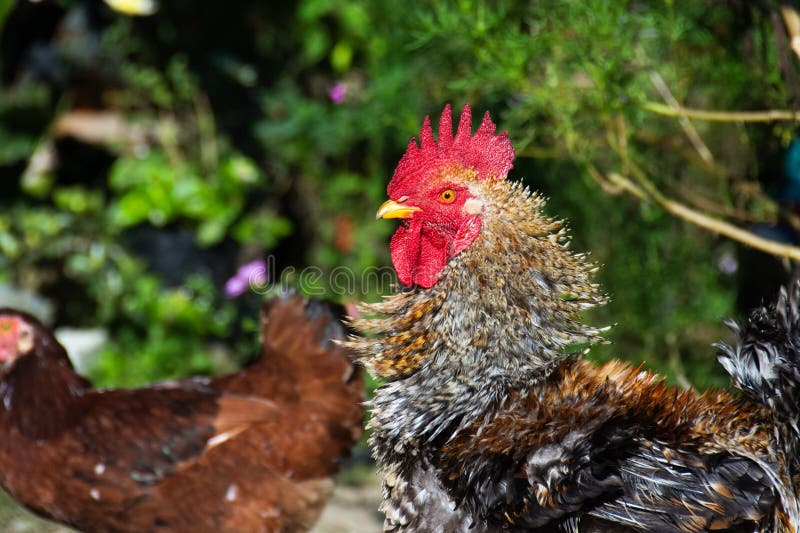 The fighting stock image. Image of animal, background - 385425827