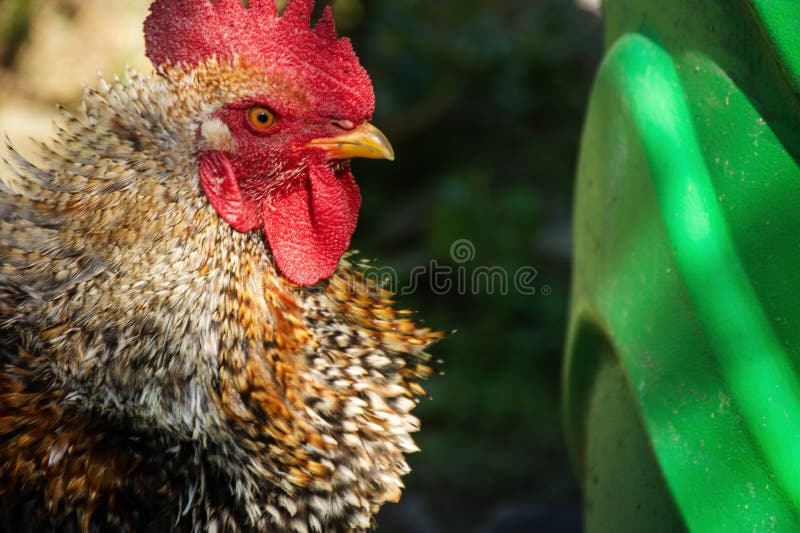 The fighting stock photo. Image of domestic, livestock - 385426166