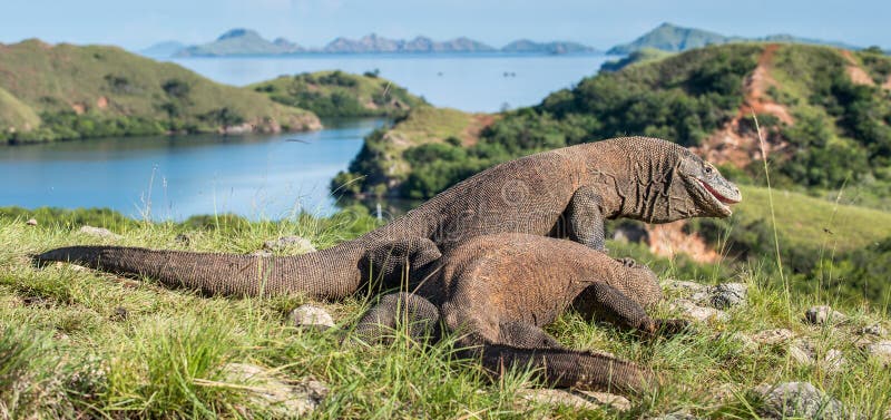 The Fighting Komodo Dragons Varanus Komodoensis for Domination. it is ...